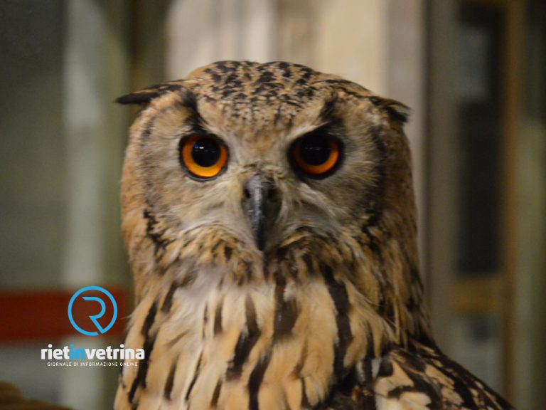 Spettacolo de "I Falconieri del Re" a Rieti per San Domenico di Guzman ...