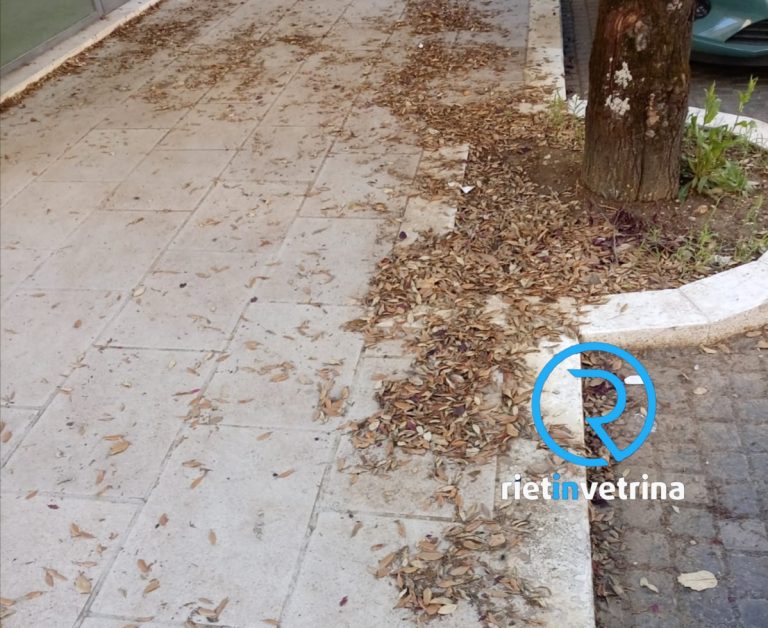 SEI TU IL REPORTER - Giuliano: "Posso chiedere chi pulisce viale ...